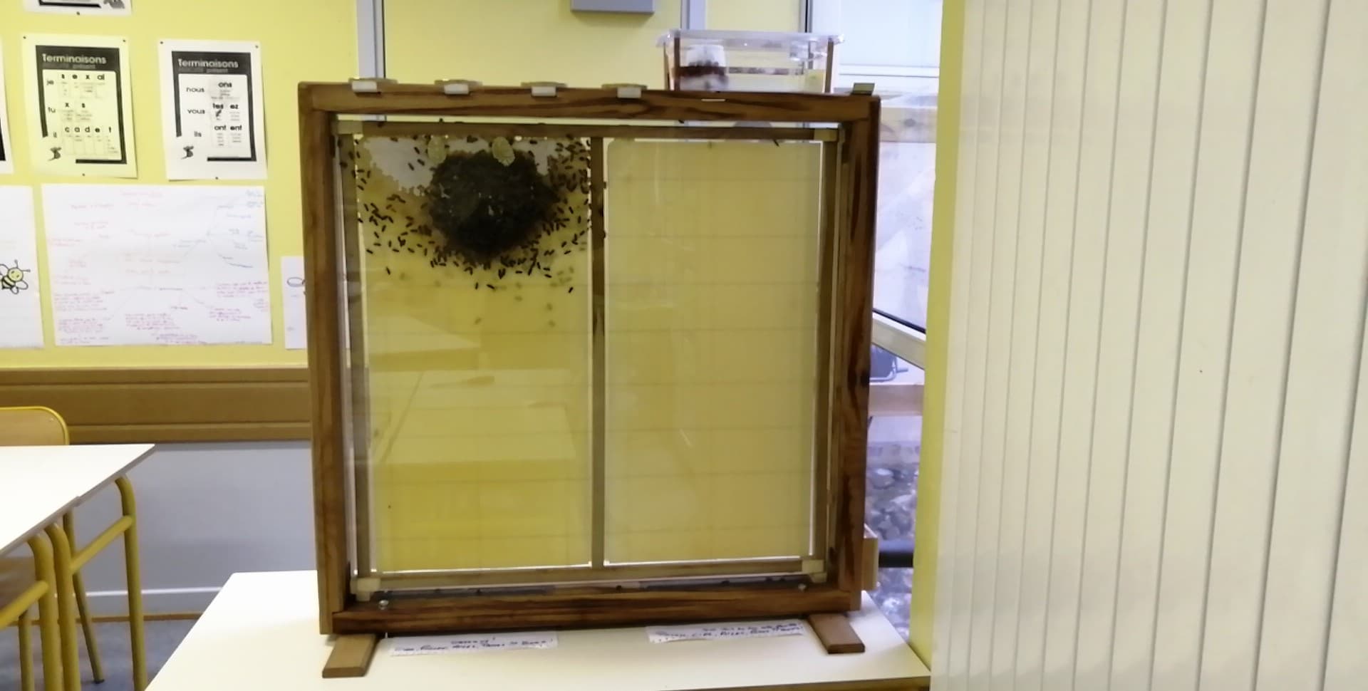 apiscope St Anne Neudorf5 15.10.19 | Apila l'Abeille